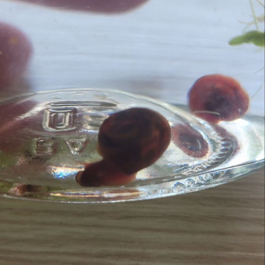 Улитки аквариумные