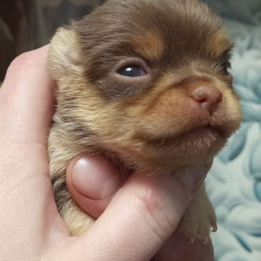 Русский той-терьер, щенок