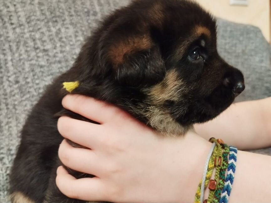 Щенки немецкой овчарки