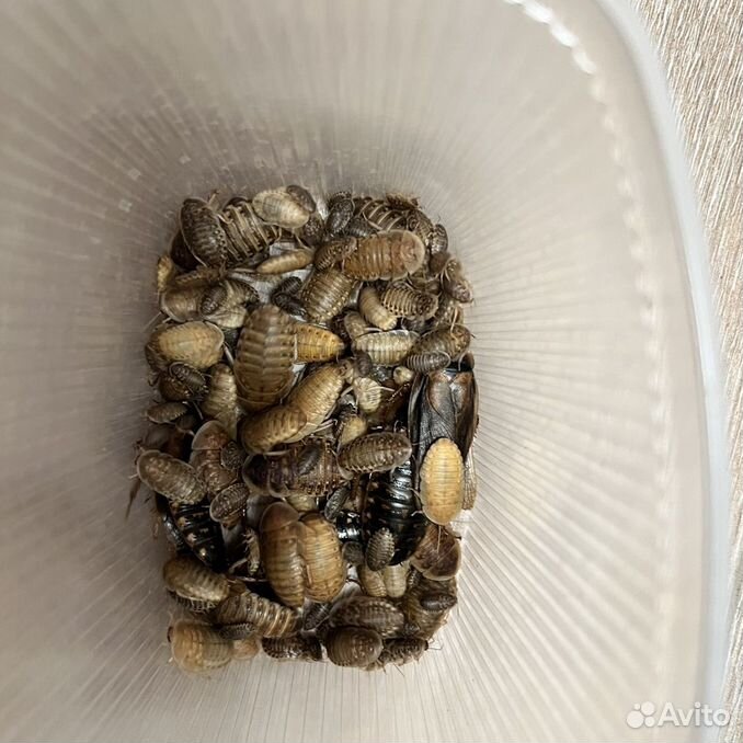 Блаптика дубия, аргентинский таракан