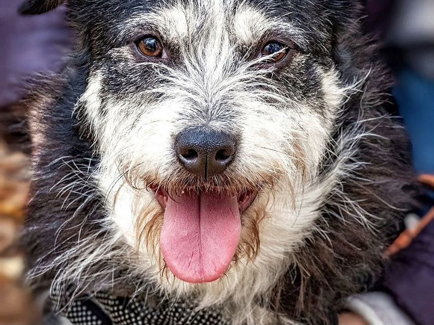 Маленький Шкипер в приюте