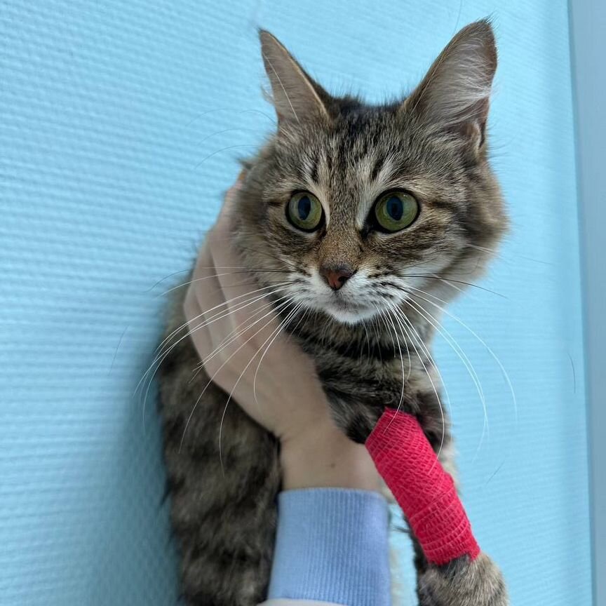 Пушистая кошечка табби 4,5 лет ищет дом