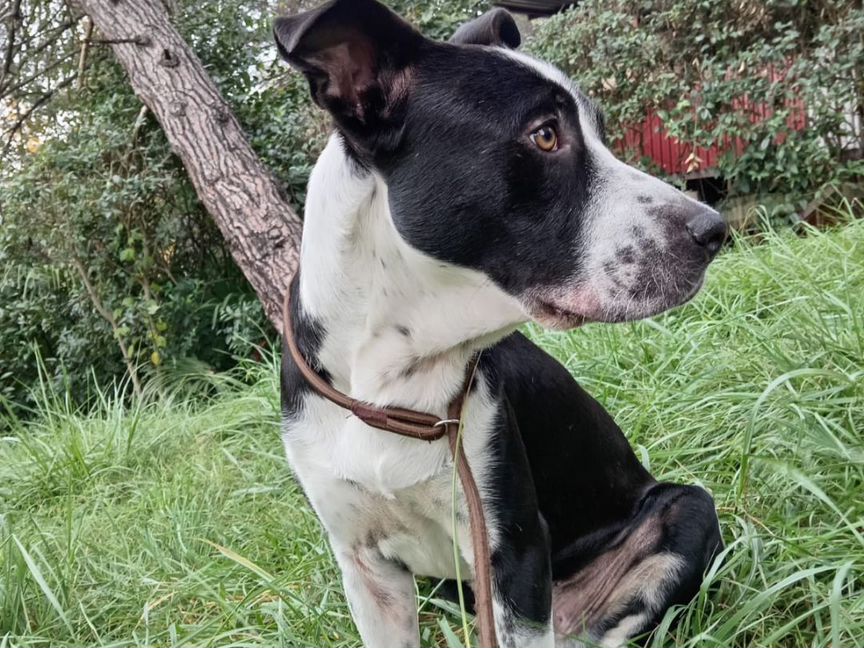 Собака в добрые руки