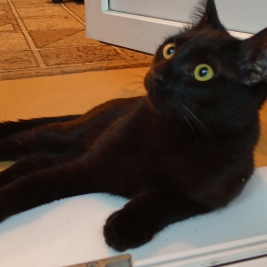 Котик в дар