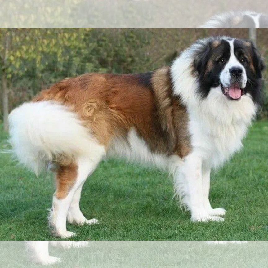 Московская сторожевая вязка