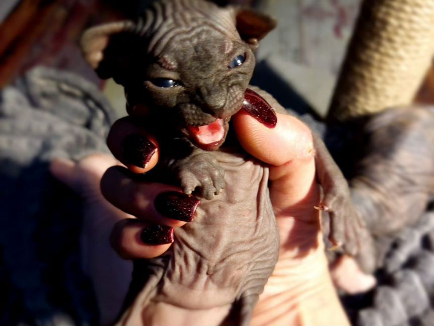 Канады и эльфы