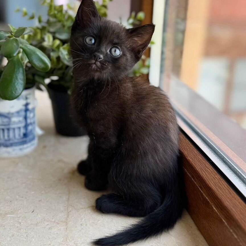 Котята