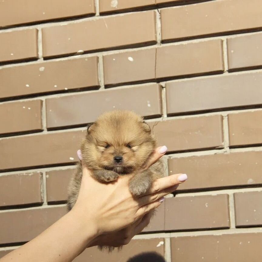 Рыжий мальчик Шпица