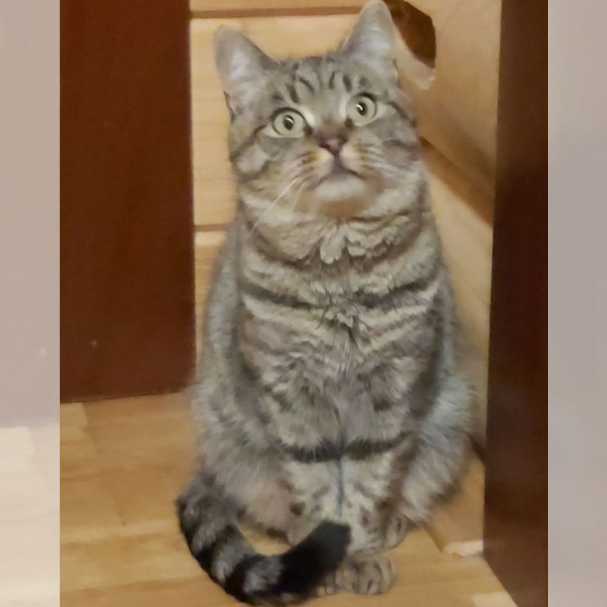 Кошка Фея в добрые руки