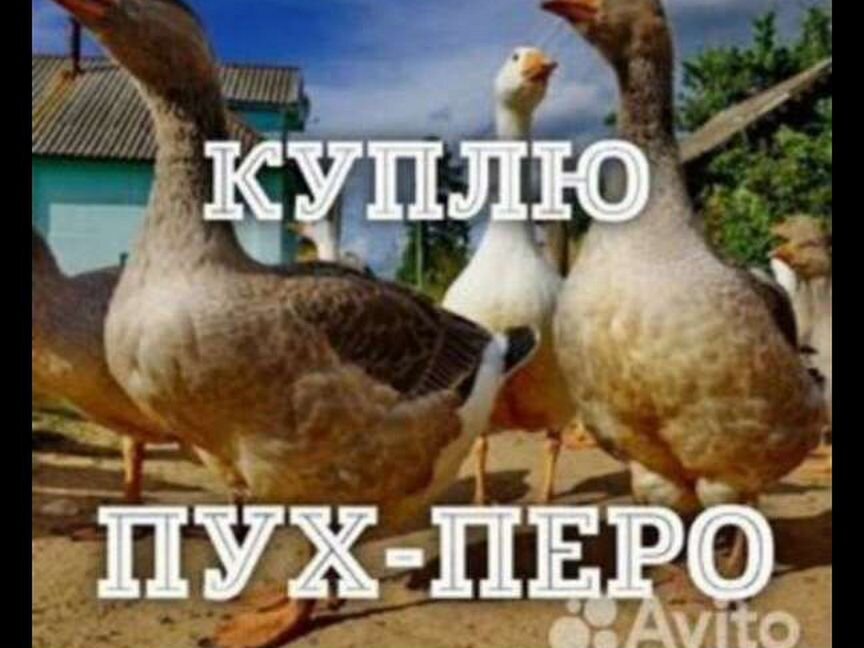 Гуси