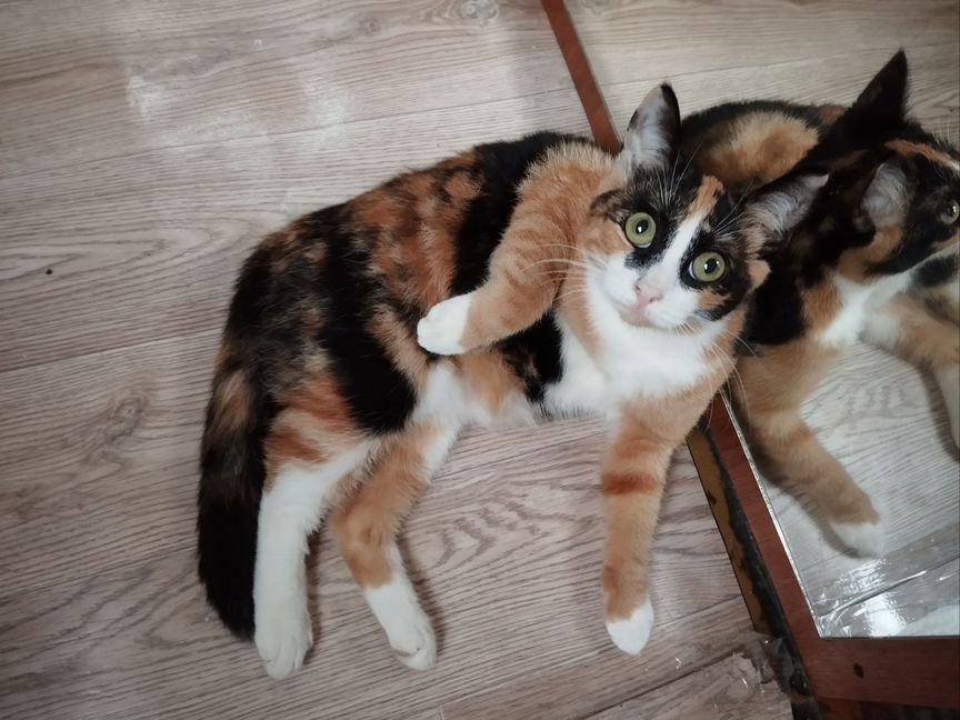 Кошка в дар