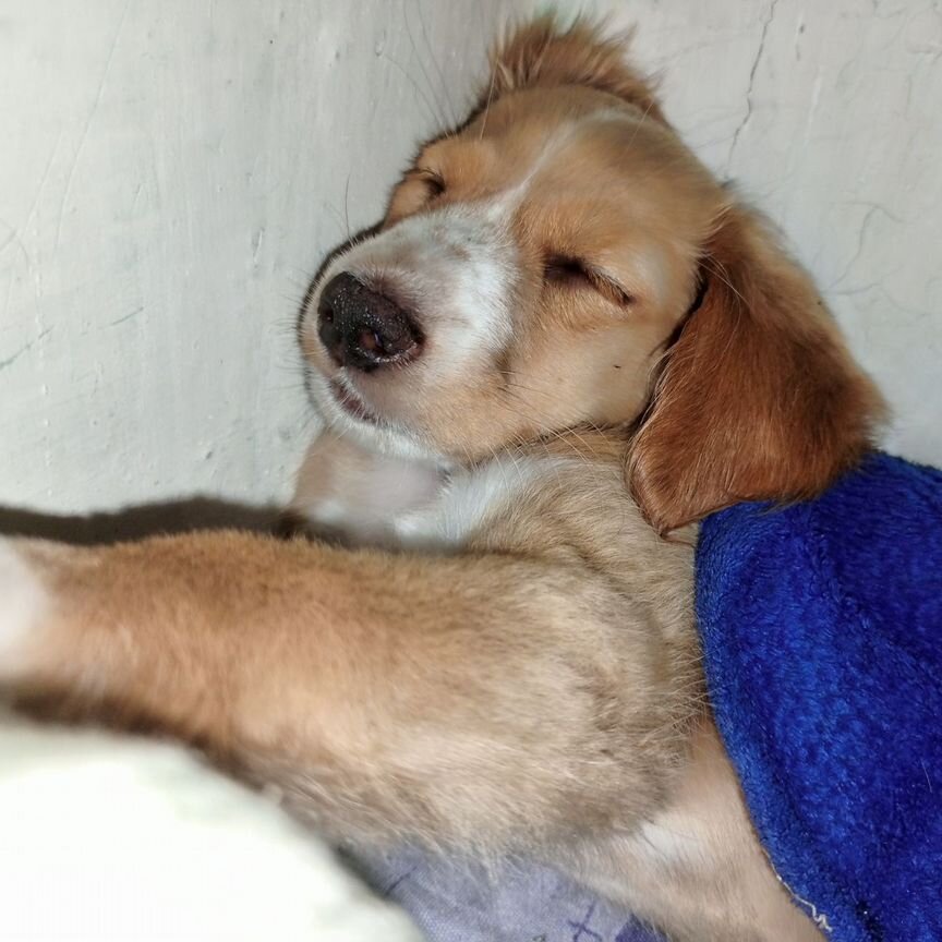 Щенок в добрые руки бесплатно