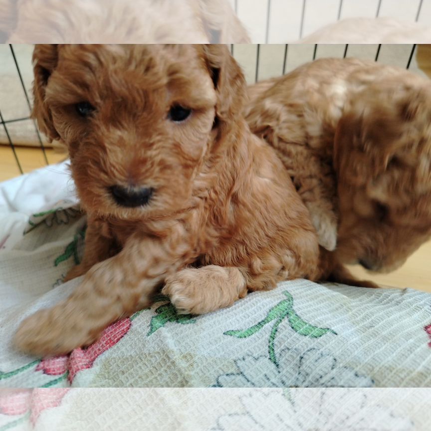 Продажа щенков пуделя