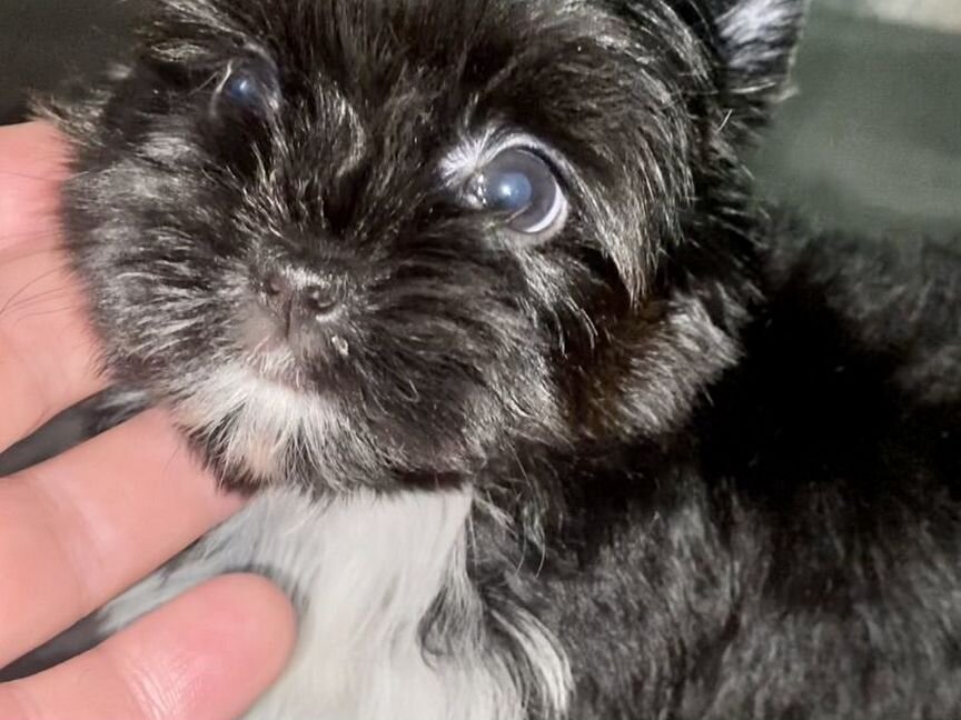 Кукольный мальчик черного йорка