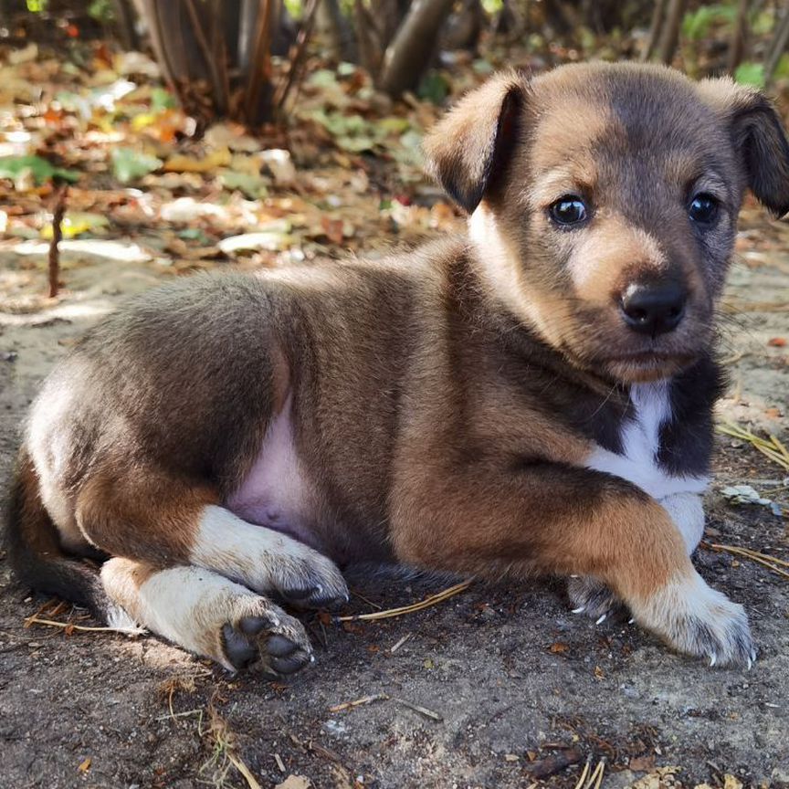 Щенок на охрану Собака в добрые руки