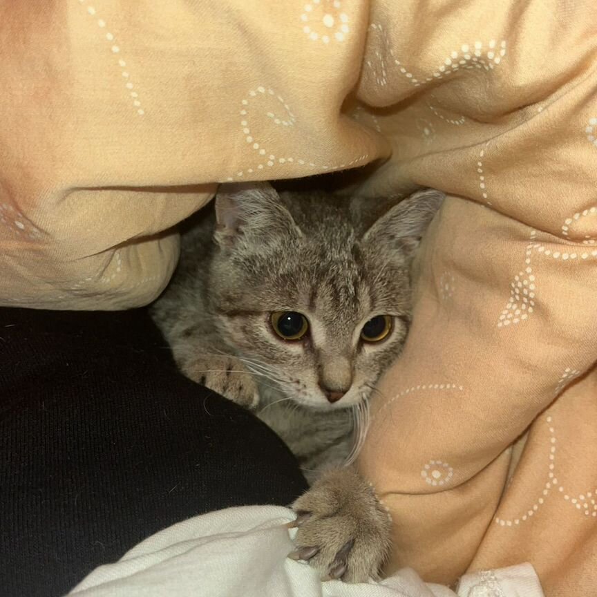 Котята ищут дом