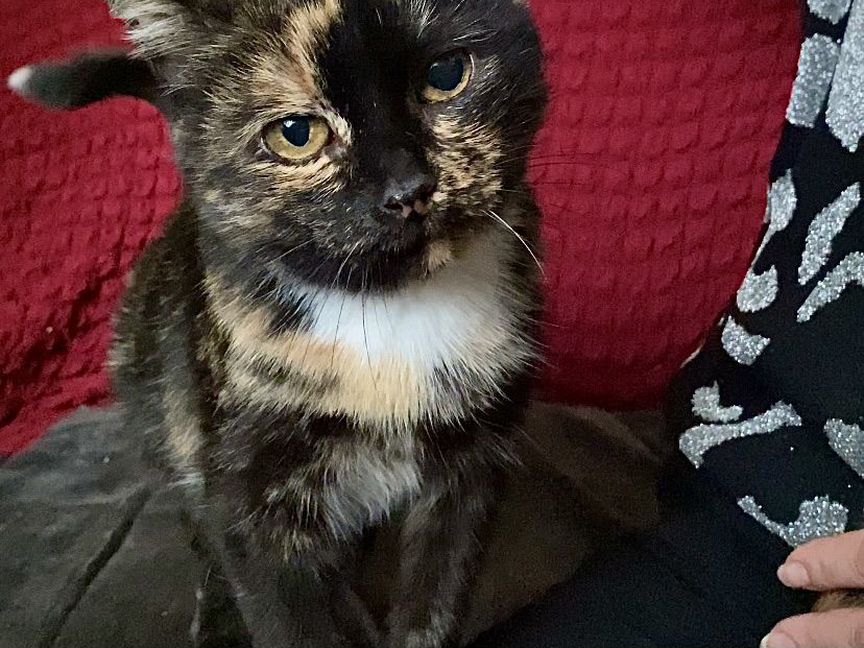 Кошкав добрые руки