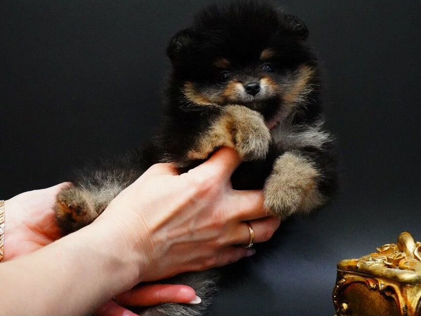 Помераночка мини