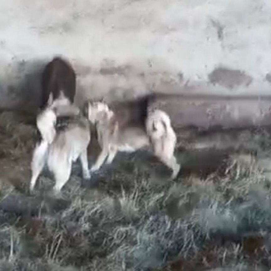 Западно сибирская лайка