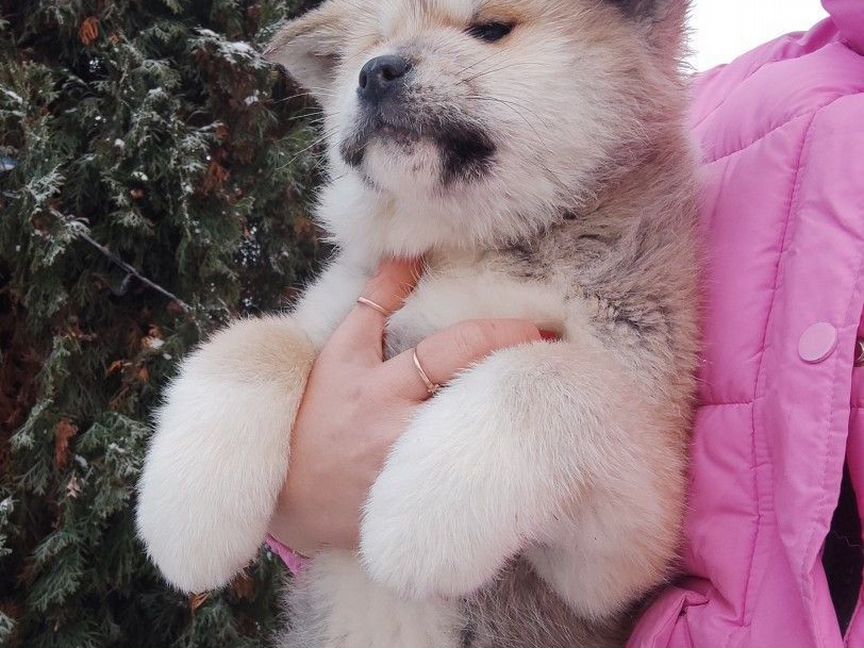 Акита Пупсы