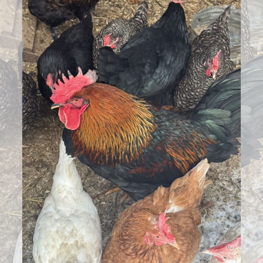 Молодые петухи