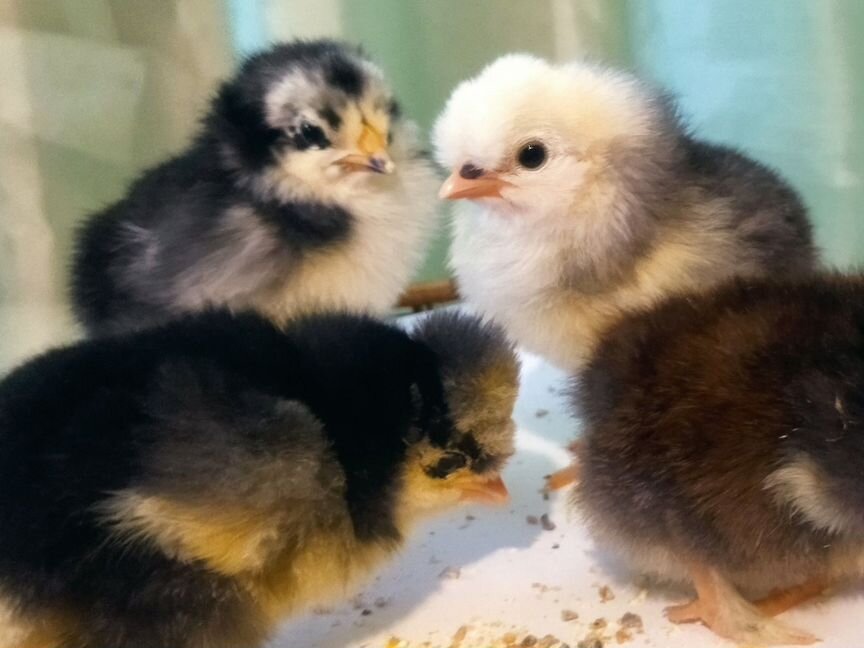 Инкубационное яйцо от домашних кур