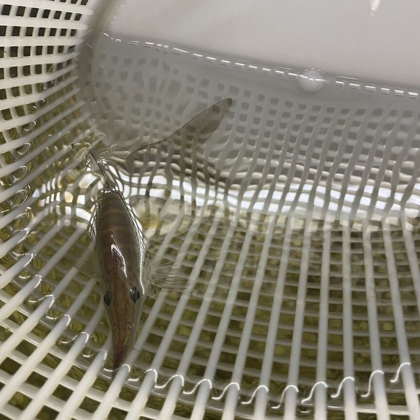 Рыба аквариумная, боция