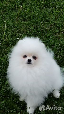 Померанский шпиц