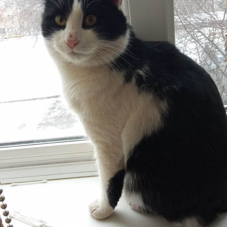 Кот.потеряшка в семью