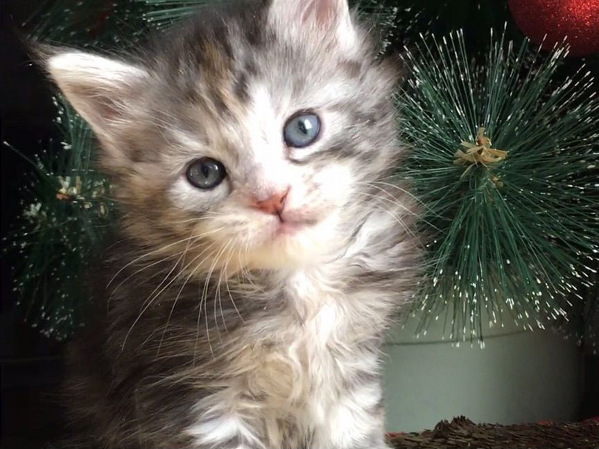 Мейн-кун девочка