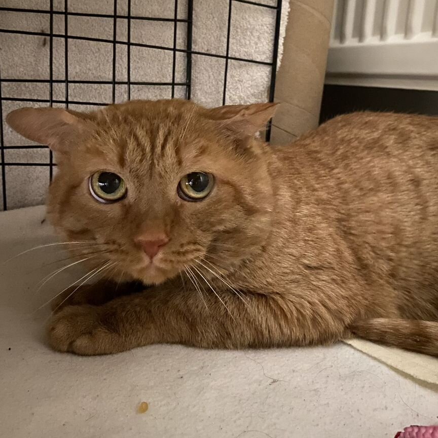 Взрослый кот в добрые руки