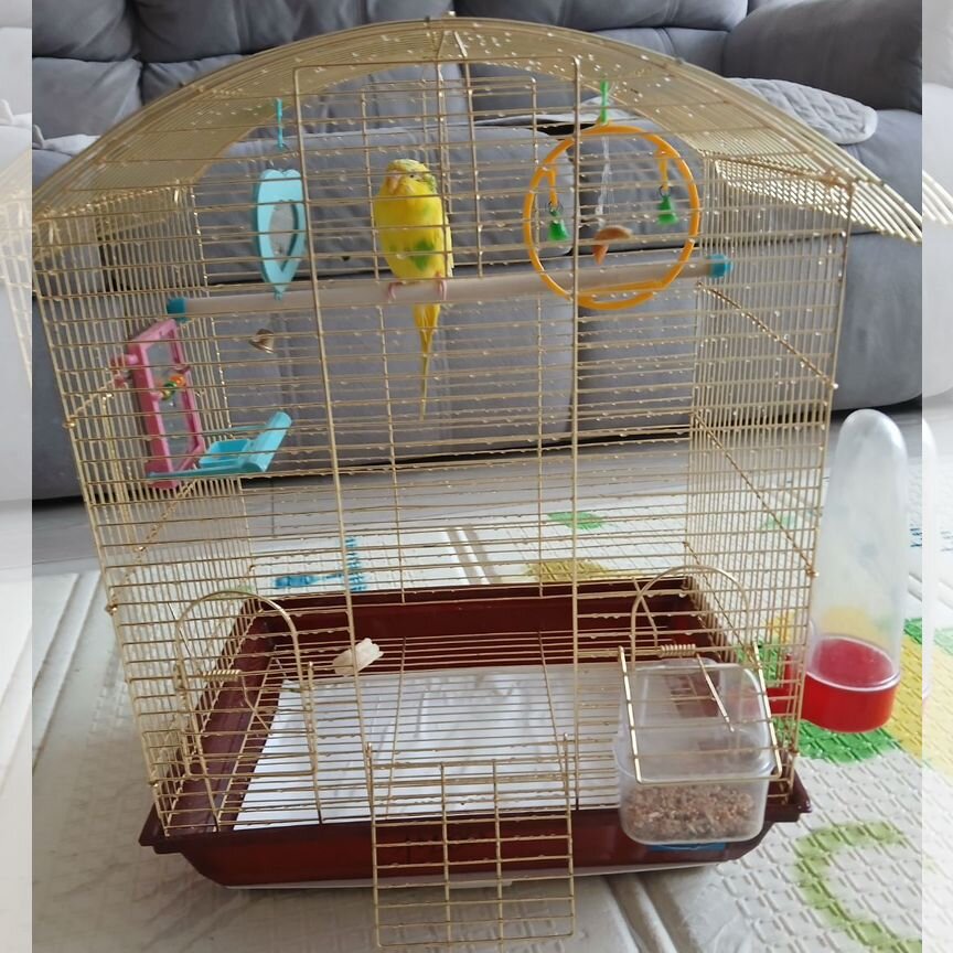 Волнистый попугай