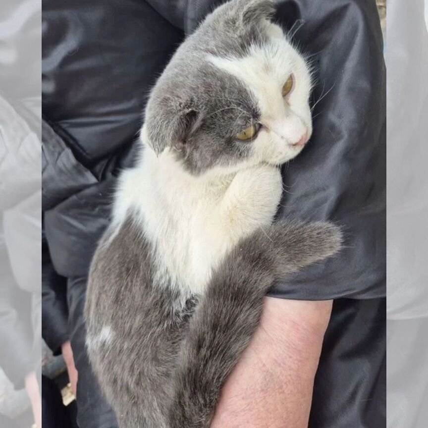 Шотландский вислоухий короткошёрстный котёнок