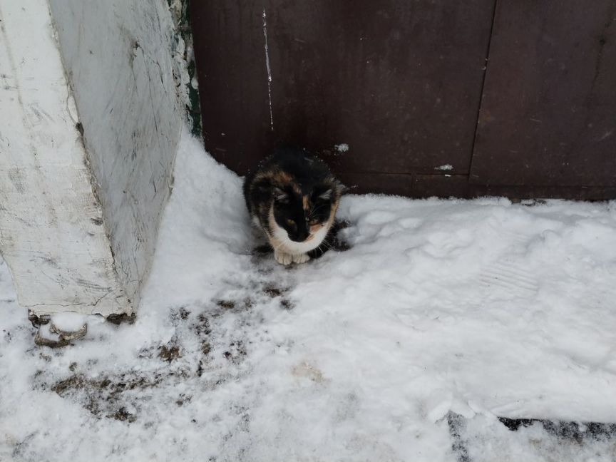 Котенок девочка трехцветка в добрые руки