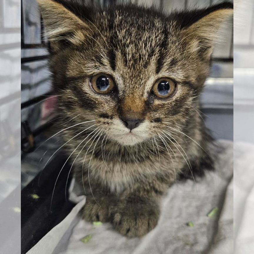Котята в добрые руки бесплатно