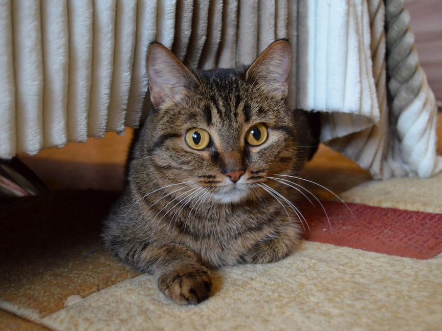 Отдам кошечку Бусю в добрые руки