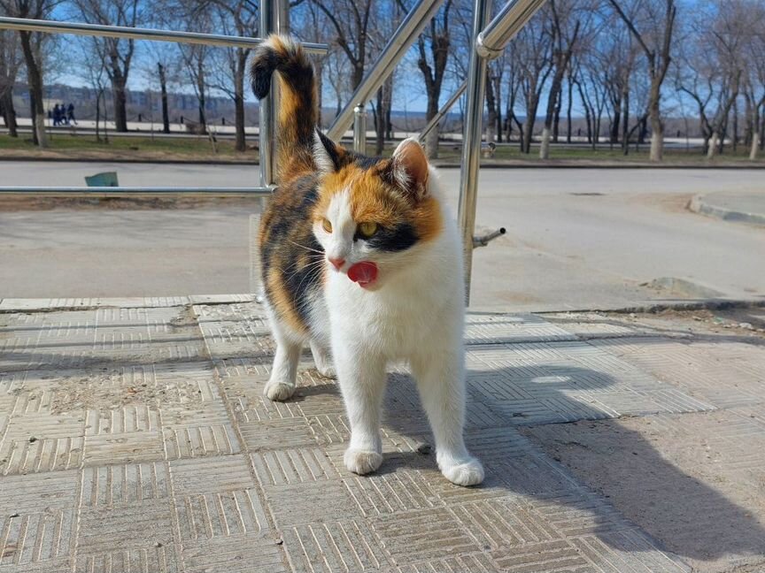 Кошечка в добрые руки