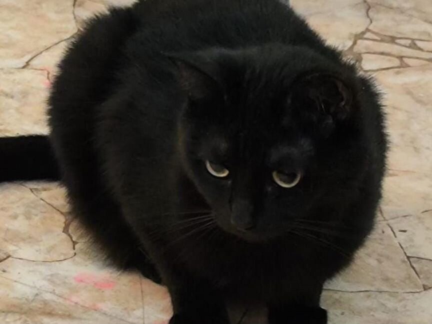 Кошка и кот