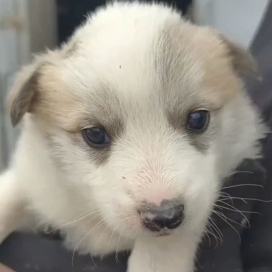 Щенок в добрые руки