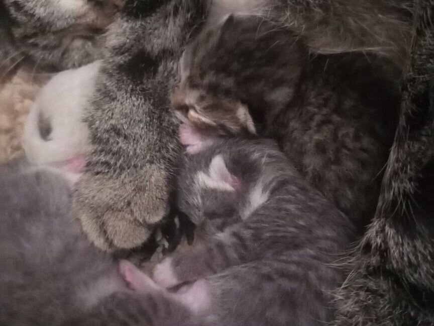 Открыта запись на котят от вислоухой кошки