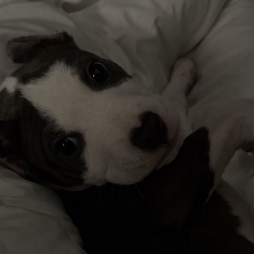 Американский стаффордширский терьер, щенок