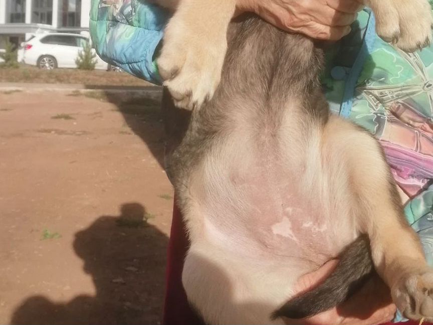 Щенок в добрые руки