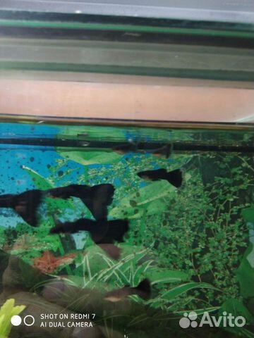 Аквариумные рыбки гуппи, креветки купить в Саратове | Животные и ...