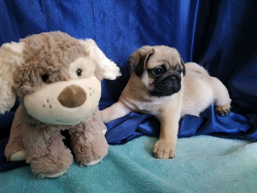 Щенки мопса