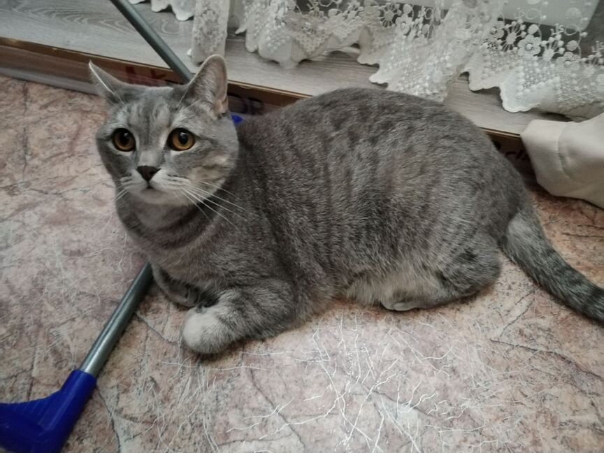 Шотландская