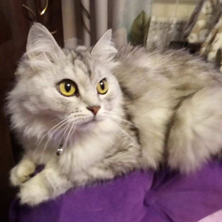 Взрослая, кошка в добрые руки