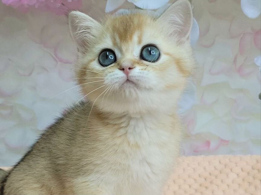 Шотландские золотые шиншиллы