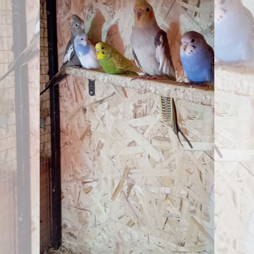 Попугай корелла