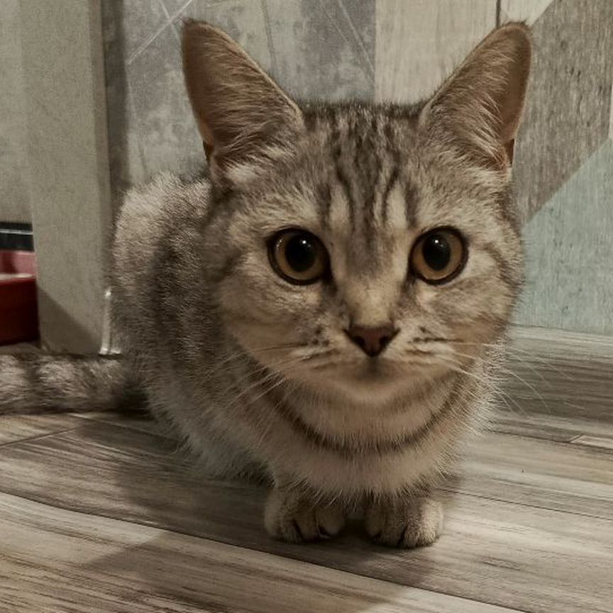 Кошка, Шотландская прямоухая, в добрые руки