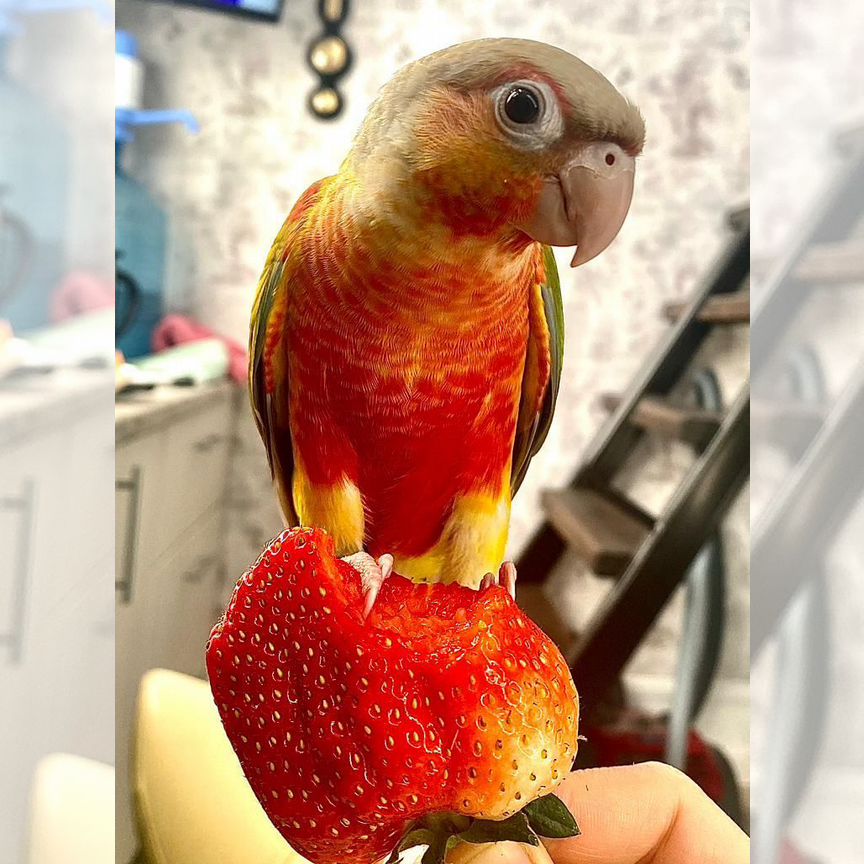 Попугаи пиррура